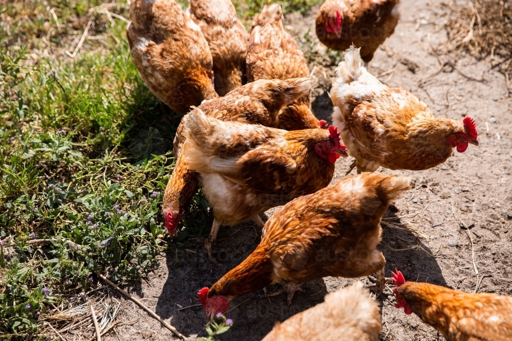 Image of a flock of brown chickens looking for food - Austockphoto