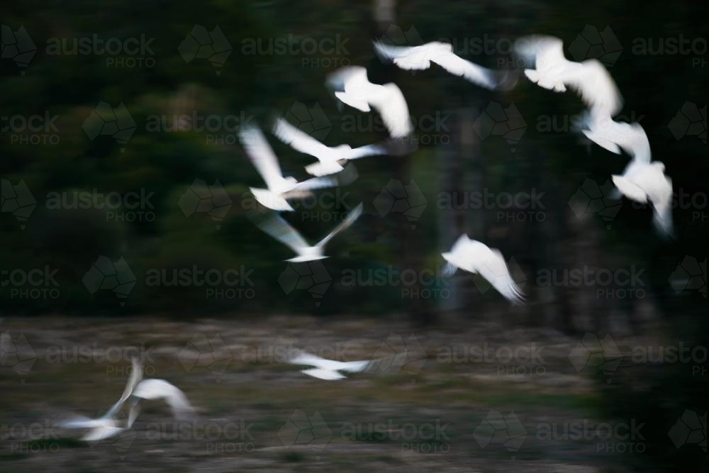 Image of A flock of corellas in flight - Austockphoto