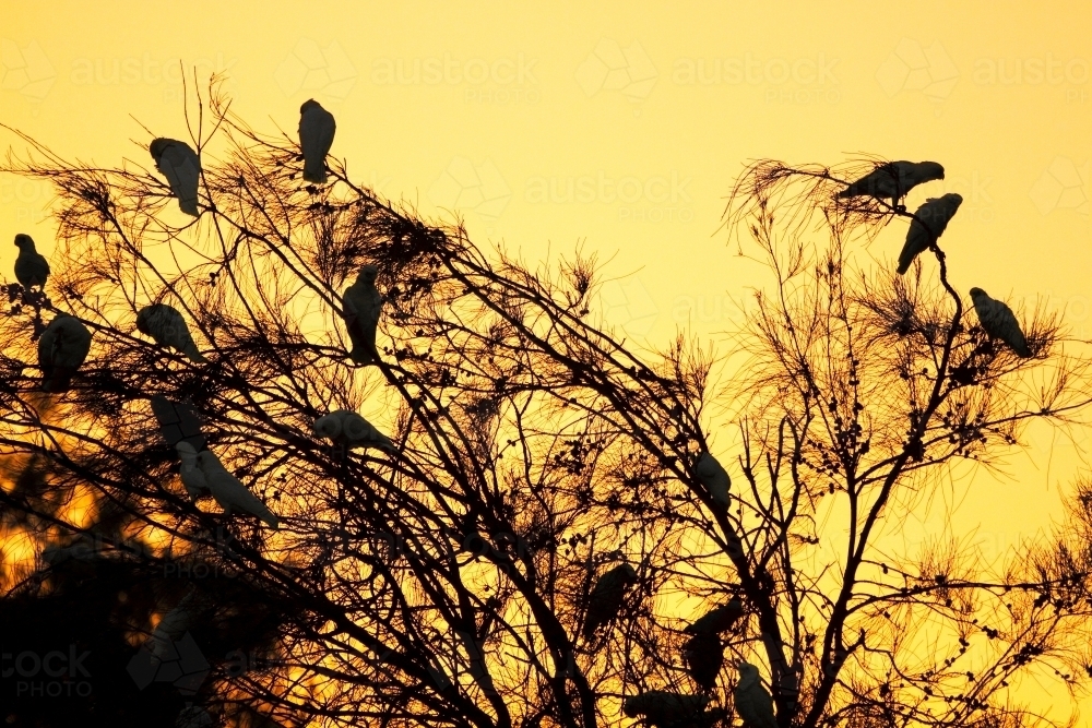 Image of A flock of Little Corella birds roosting - Austockphoto