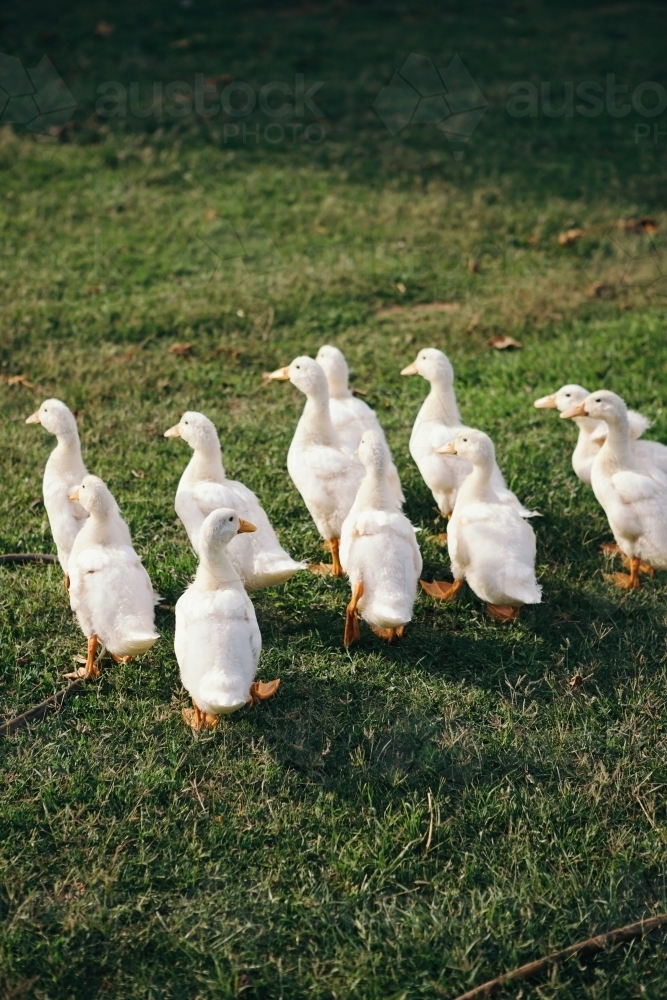 Image of A flock of young ducklings waddling free around the farm ...