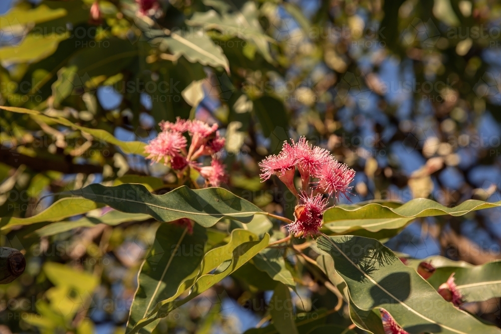 Image of a flowering gum tree in bloom - Austockphoto
