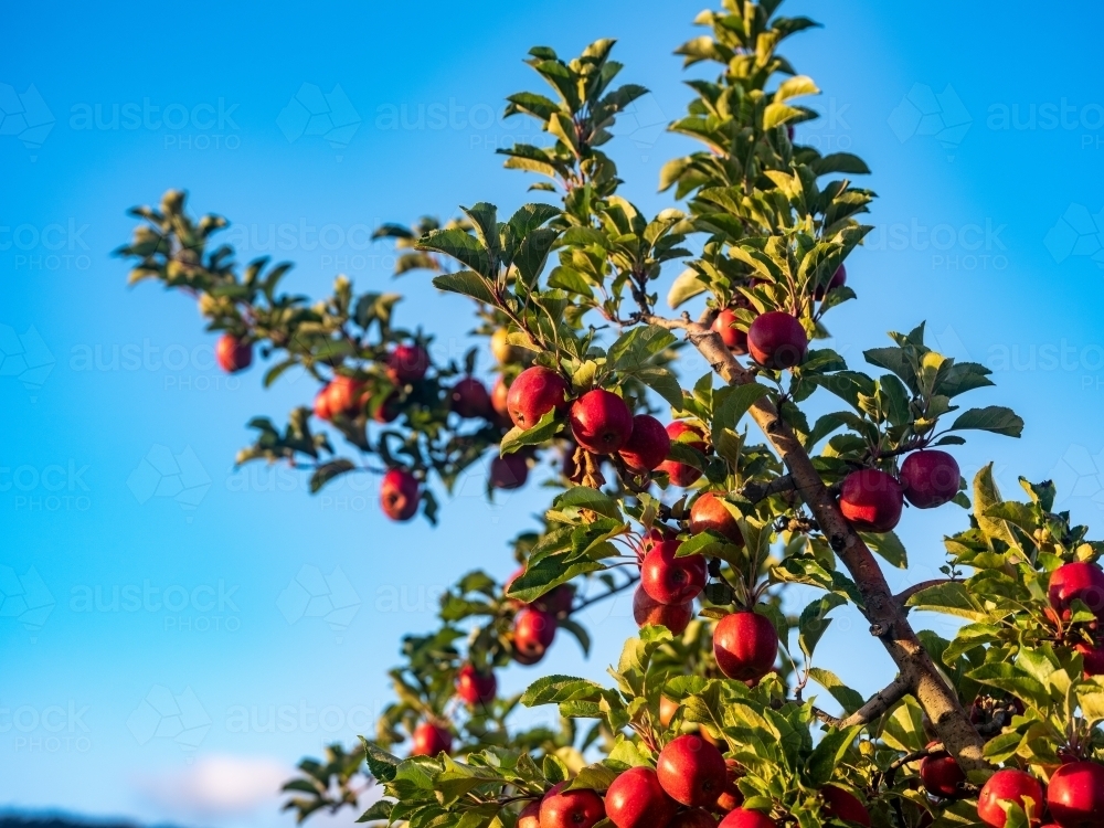 Image of A fruit tree loaded with shiny red apples - Austockphoto