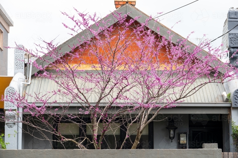 Image of a fruit tree with bright pink flowers in front yard of a small ...