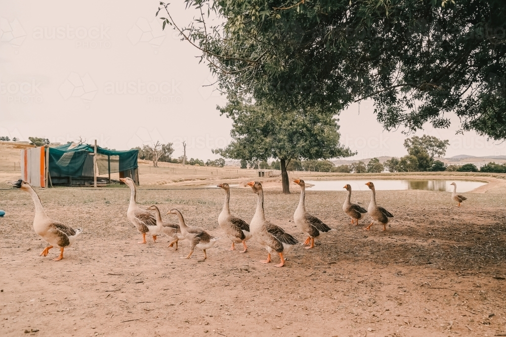 Image of A gaggle of geese walking near dam on country property ...