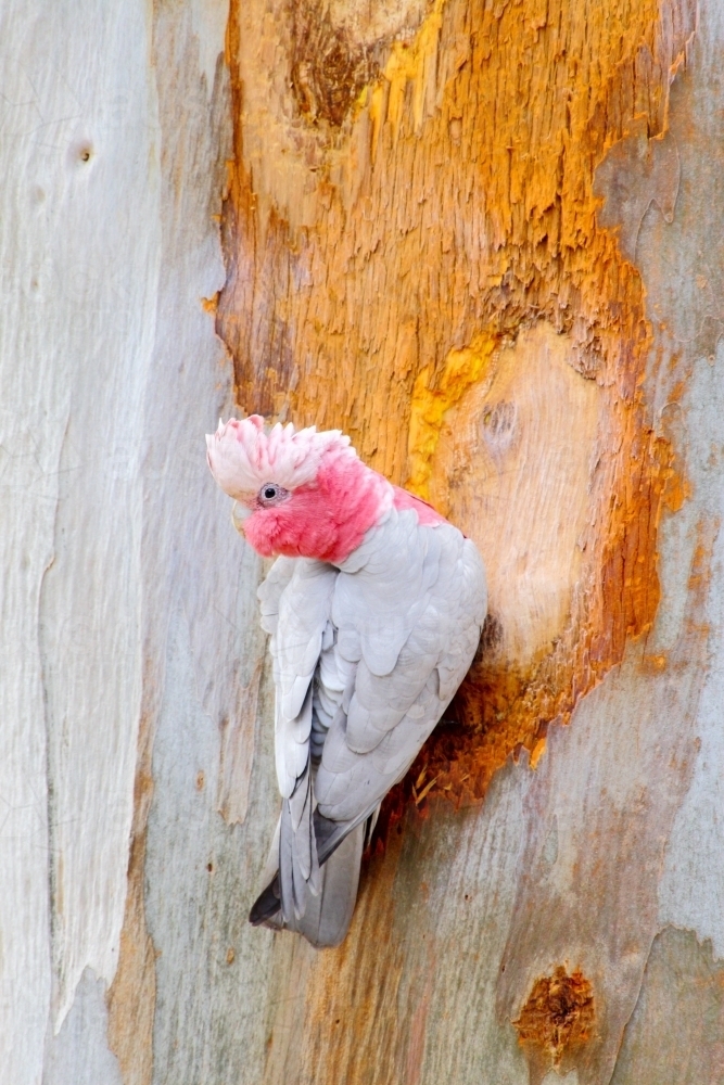 Image of A galah pauses from chewing bark off a gum tree trunk ...