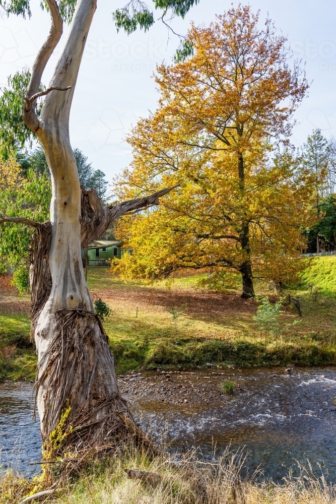 Image of A gnarly gum tree and an oak tree in Autumn colours on either ...