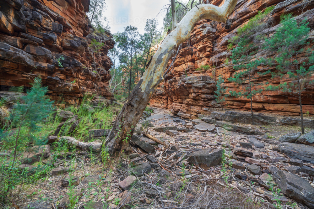 Image of A gnarly gum tree growing between the coloured walls of a ...