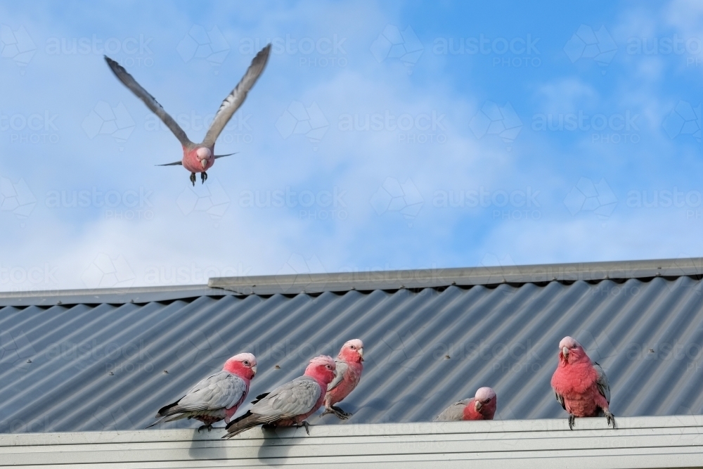 Image of A group of Pink and Grey Galahs sitting on a tin roof and one ...