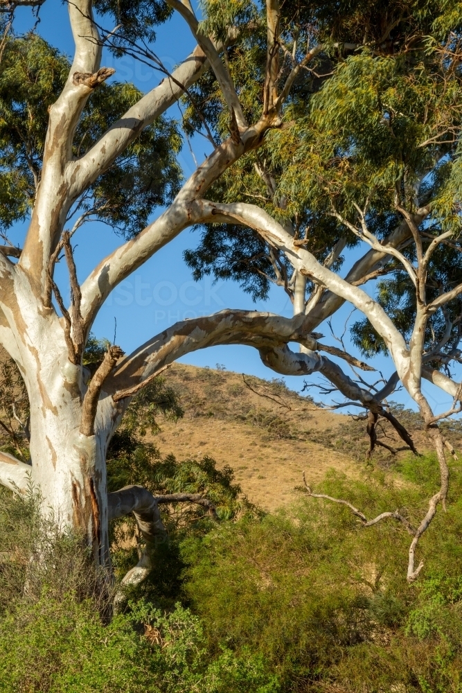 Image of A gum tree in front of the Flinders Ranges. - Austockphoto