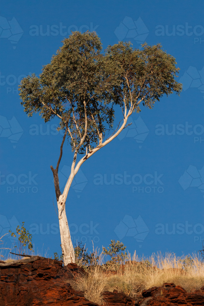 Image of A gum tree rising from red rocky soil in the Pilbara region of ...