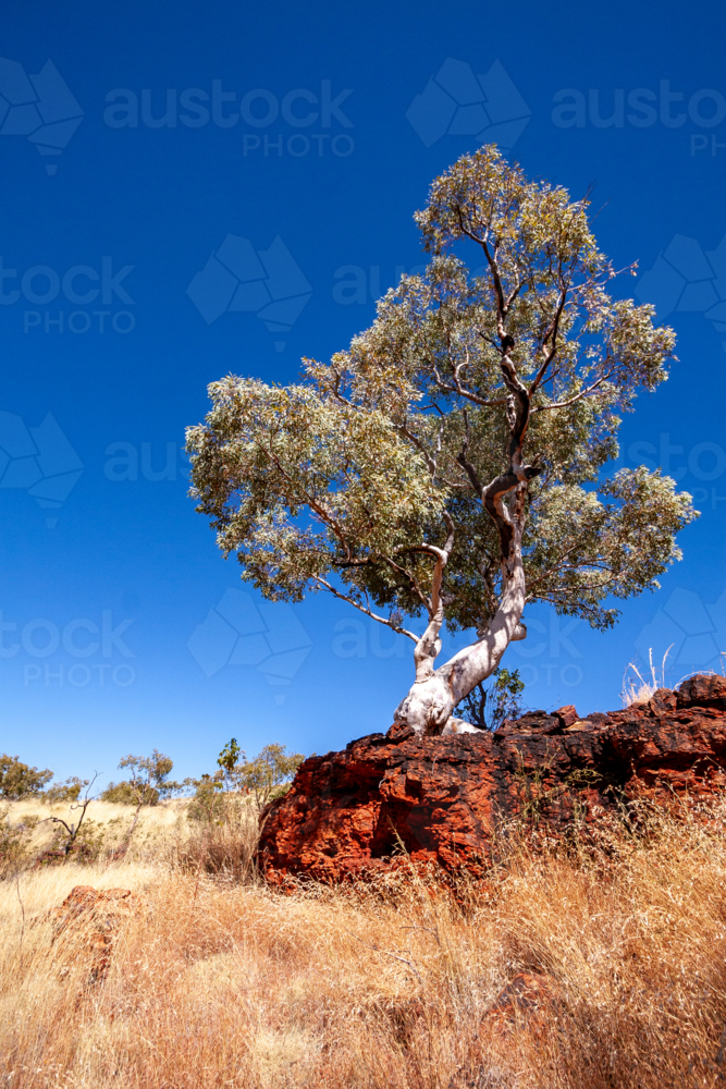 Image of A gum tree rising from red rocky soil in the Pilbara region of ...