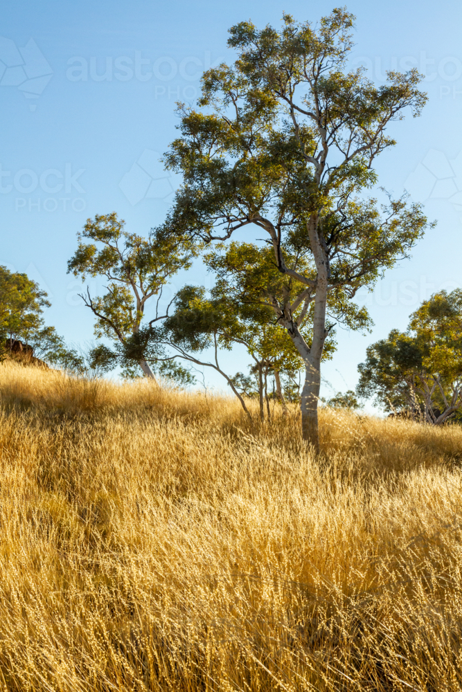 Image of A gum tree surrounded by long dry grass in the Pilbara region ...