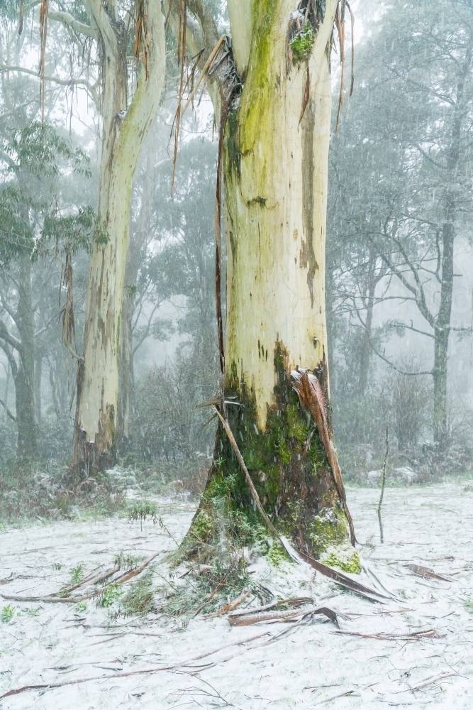 Image of A gum tree trunk with moss and peeling bark in the snow ...