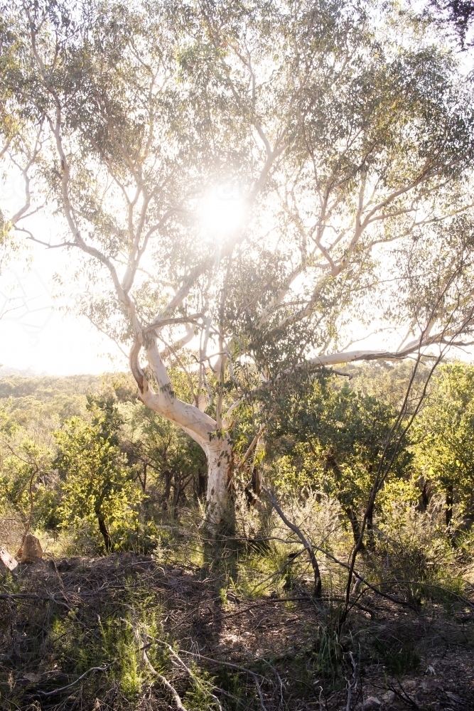 Image of A gum tree with a bright light in Australian bushland ...