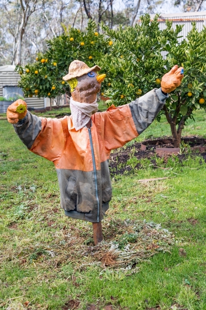 Image of A home made scarecrow amongst garden fruit trees - Austockphoto