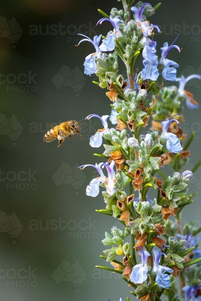 Image of A honey bee hovering near flowers - Austockphoto