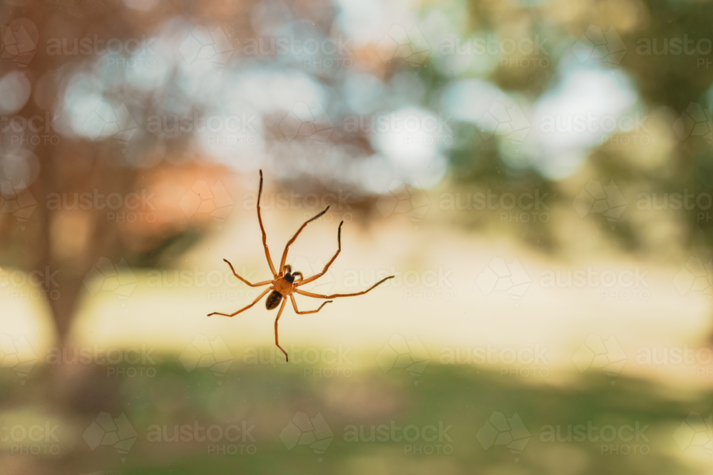 Image of A huntsman spider clings to a windowpane in the soft morning ...