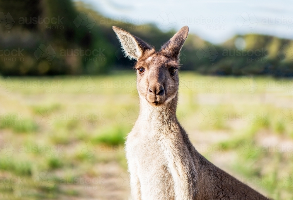 Image of A kangaroo is facing camera - Austockphoto