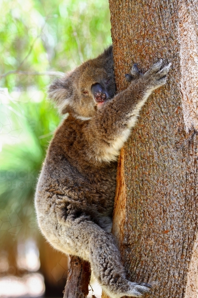 Image of A koala, Phascolarctos cinereus, napping in eucalyptus tree ...
