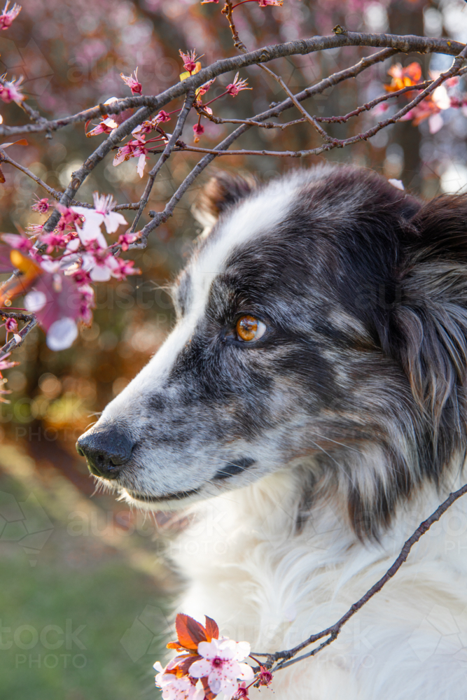Image of A koolie dog with pink blossoms - Austockphoto