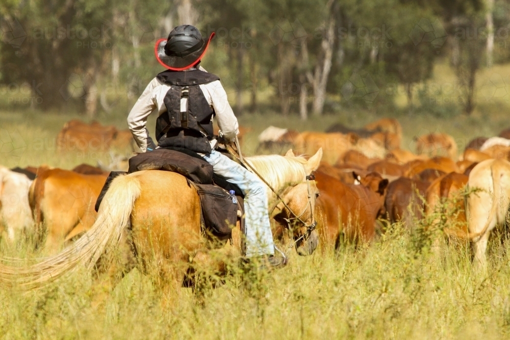 Image of A lady rider musters a mob of cattle. - Austockphoto