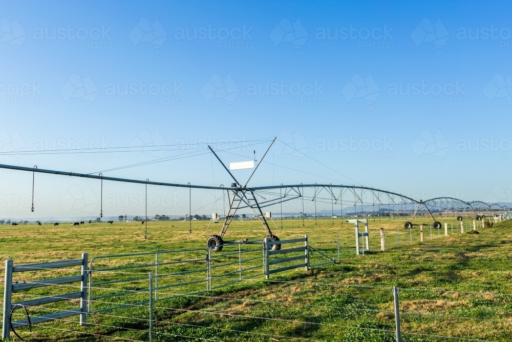 Image of A large irrigation sprinkler in farm paddock on a bright ...