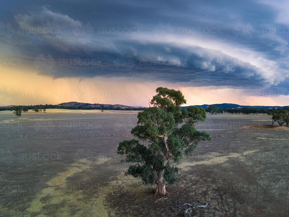 Image of A large thundercloud builds over a single gum tree in a dry ...