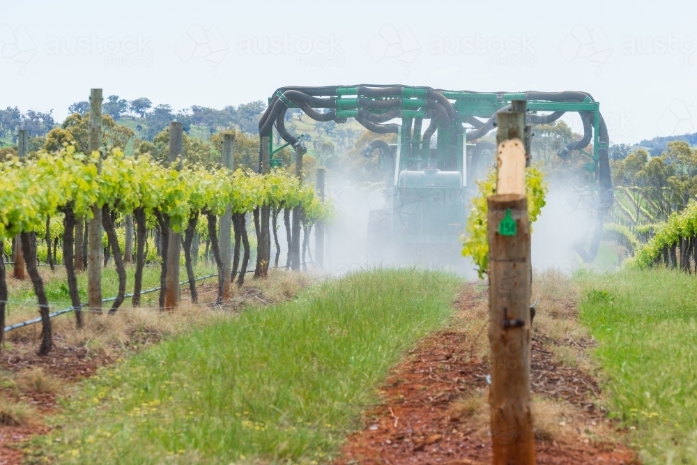 Image of A large tractor spraying rows of grape vines in a vineyard ...