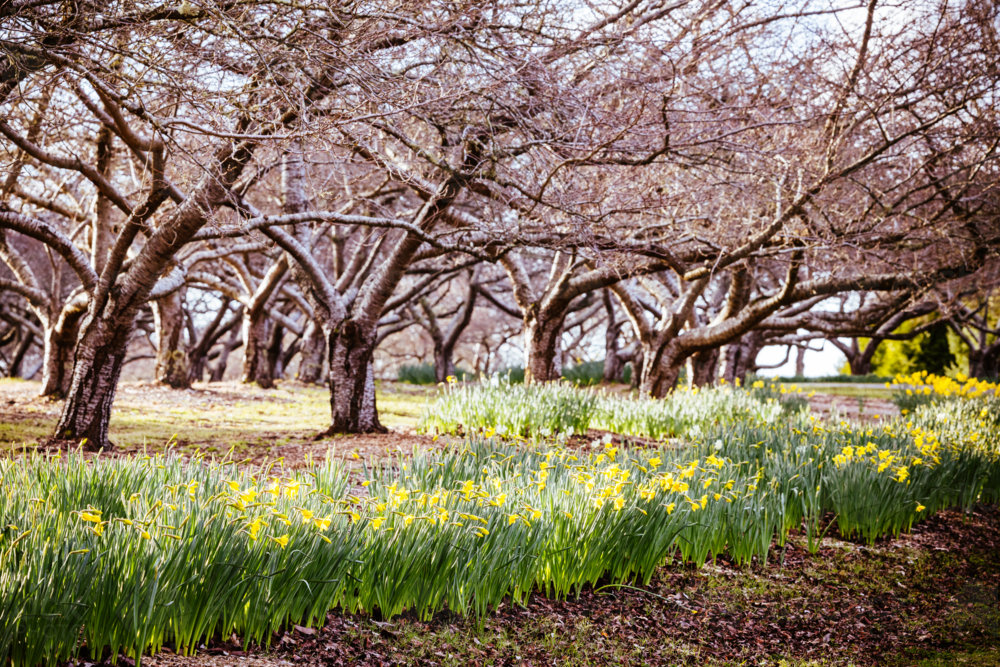 Image of A late winter afternoon in Dandenong Ranges Botanic Garden as ...