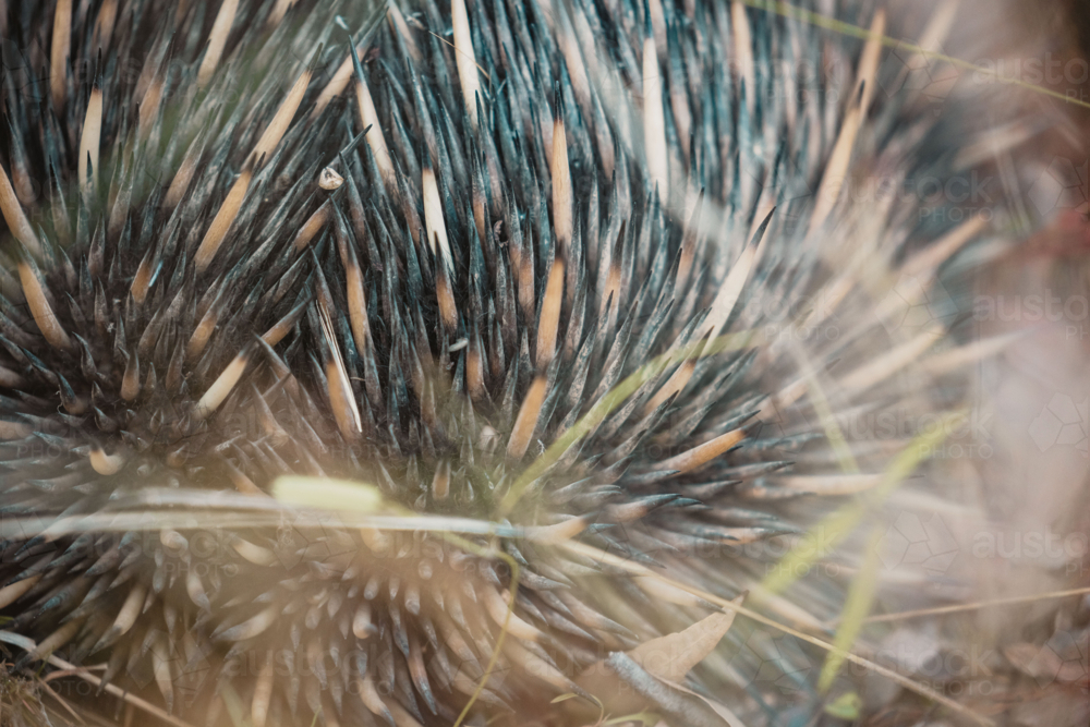 Image of A lone Native Australian Echidna attempting to hide in long ...