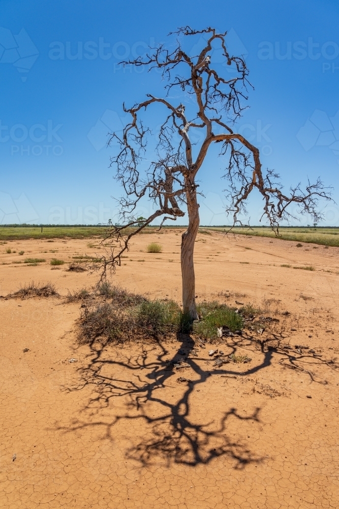 Image of A lone scraggly tree casting a shadow on the dusty ground in ...