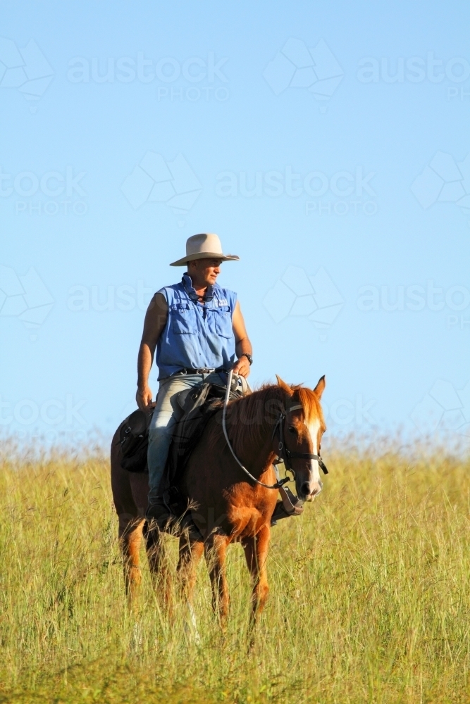 Image of A lone stockman on horseback in grassy paddock. - Austockphoto
