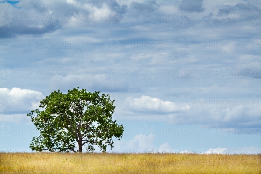 Image of A lone tree stands sentinel among pasture grass. - Austockphoto