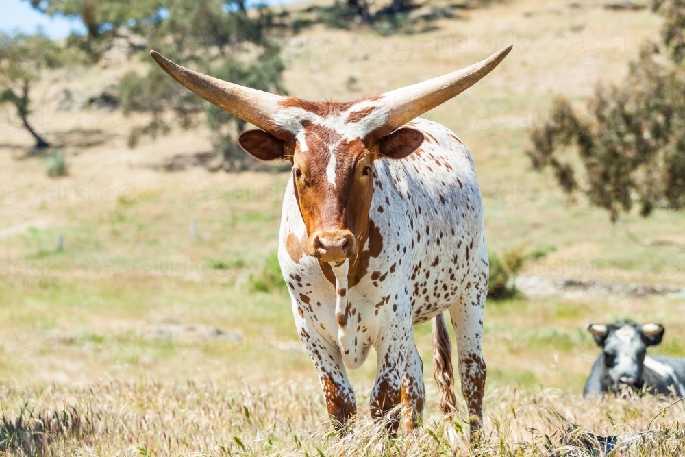 Image of A long horned bull standing in a paddock - Austockphoto