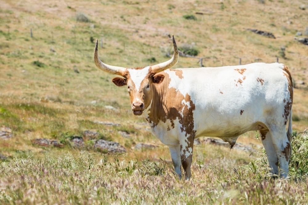 Image of A long horned bull standing in a paddock - Austockphoto