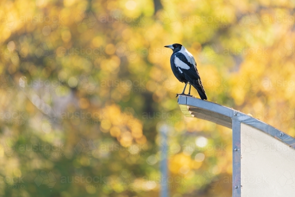 Image of A magpie sitting on top of a shelter roof with autumn colours ...