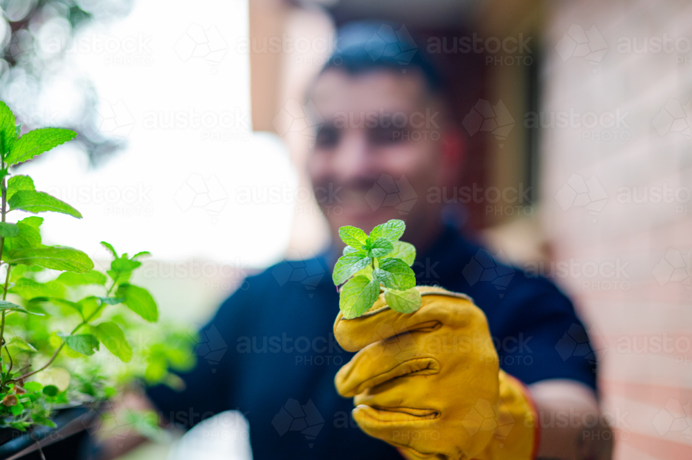 Image of A man cultivates mint in a vertical herb garden on his ...