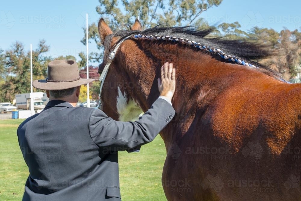Image of A man patting a Clydesdale horse - Austockphoto
