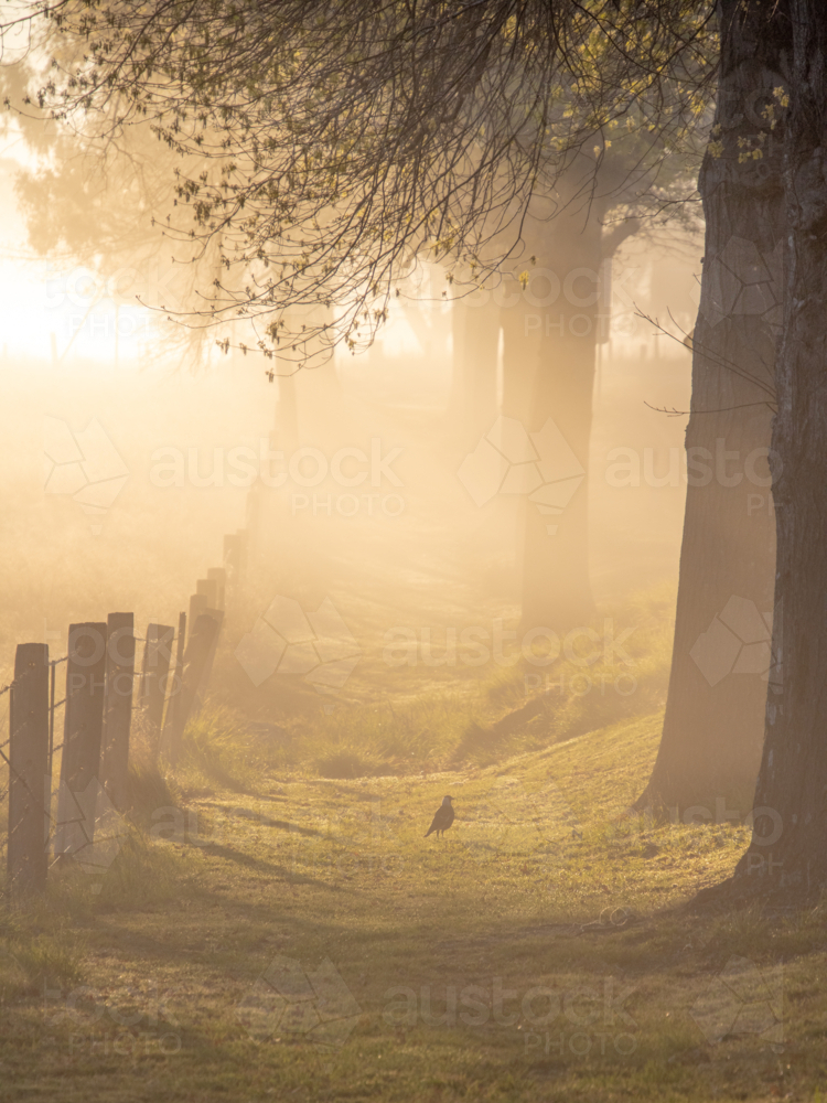 Image of A misty golden morning in the country golden light through fog ...