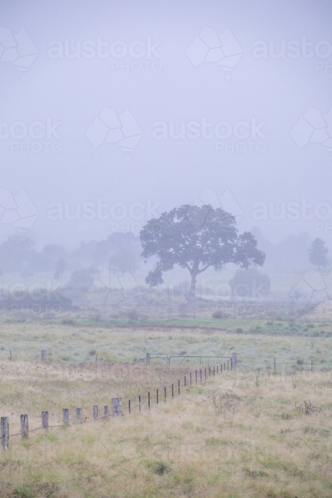 Image of A misty morning country scene with a leading fenceline and the ...