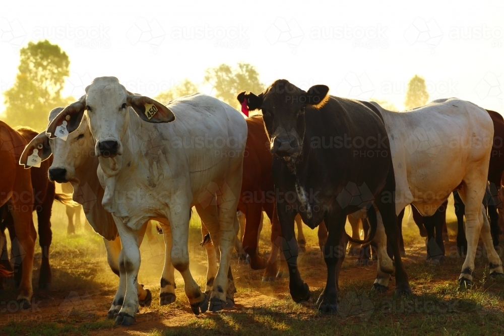 Image of A mixed mob of cattle being mustered to the yards at dusk ...
