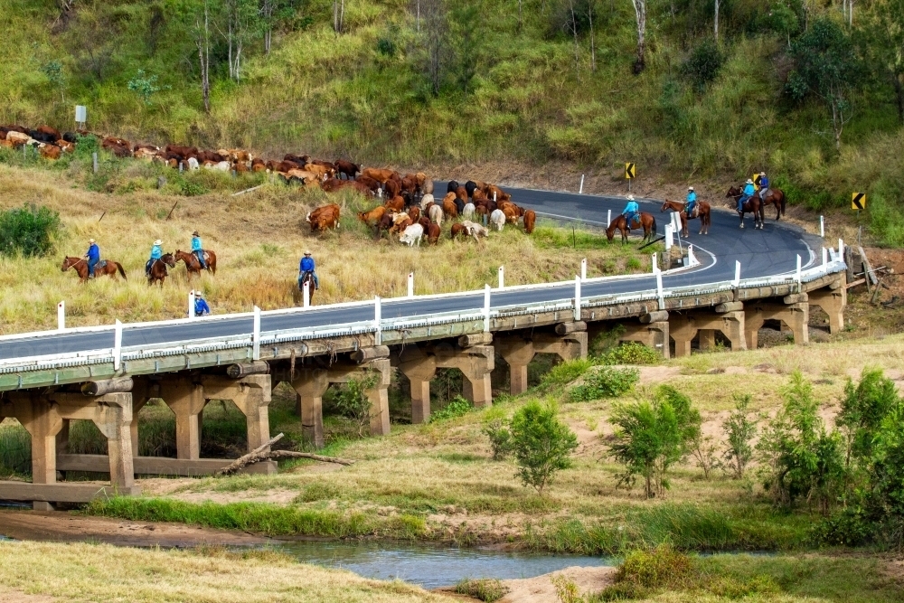 Image of A mob of cattle being mustered across the Burnett River ...
