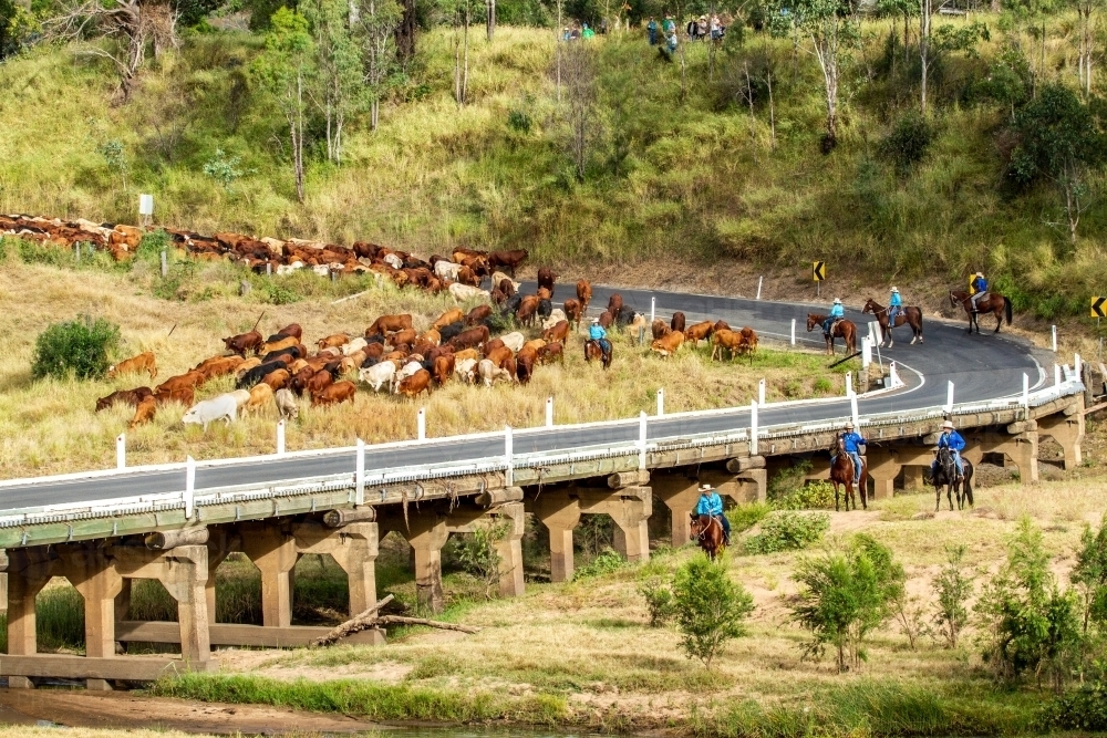 Image of A mob of cattle being mustered across the Burnett River ...