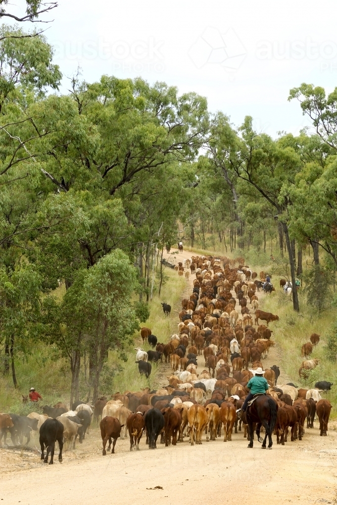 Image of A mob of cattle being mustered along a rural dirt road ...