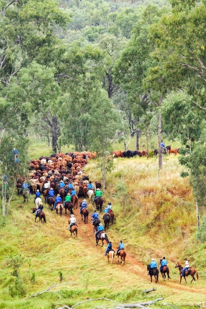 Image of A mob of cattle being mustered along a track. - Austockphoto