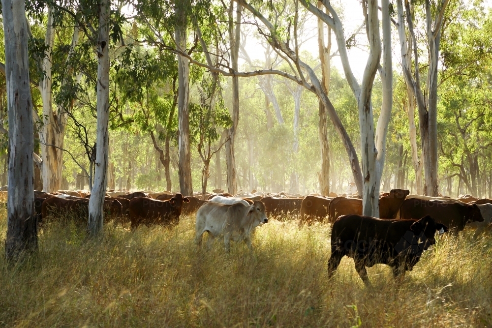 Image of A mob of cattle being mustered among gumtrees. - Austockphoto