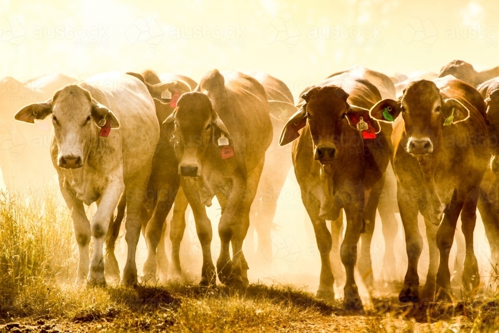 Image of A mob of cattle on the move kicking up dust. - Austockphoto