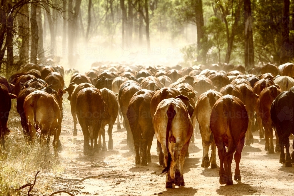 Image of A mob of cattle walking down a dusty farm road. - Austockphoto