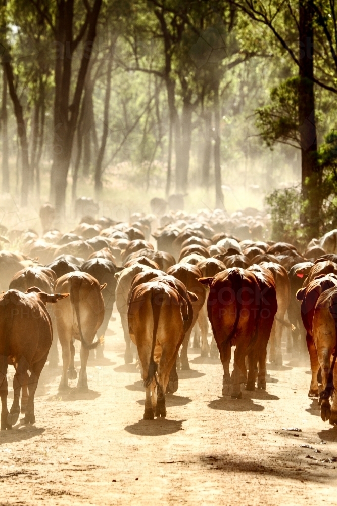 Image of A mob of cattle walking down a dusty farm road. - Austockphoto