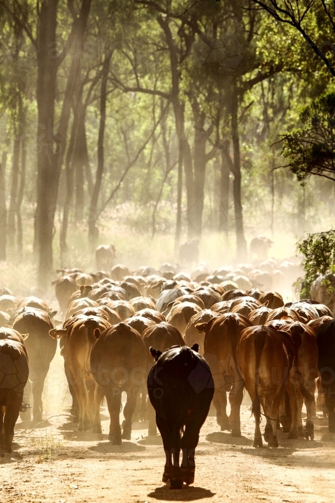 Image of A mob of cattle walking down a dusty farm road. - Austockphoto